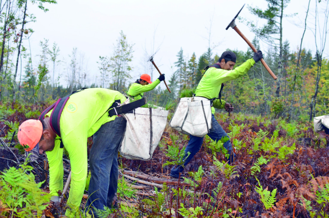 Improving deer habitat | News, Sports, Jobs - The Mining Journal